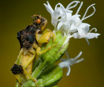 2011 Insect Photo Salon | Entomological Society of America