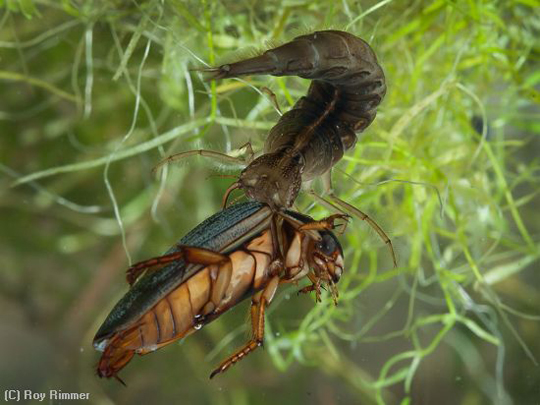 2011 Insect Photo Salon | Entomological Society of America