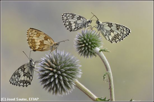 2011 Insect Photo Salon | Entomological Society of America