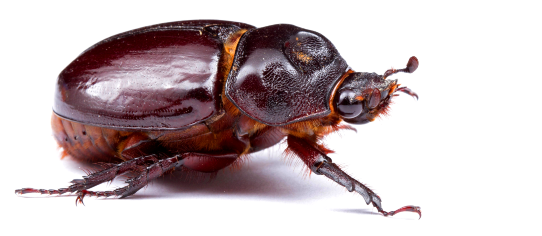 Entomological Society of America | Entomological Society of America